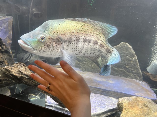 Dovii Cichlid