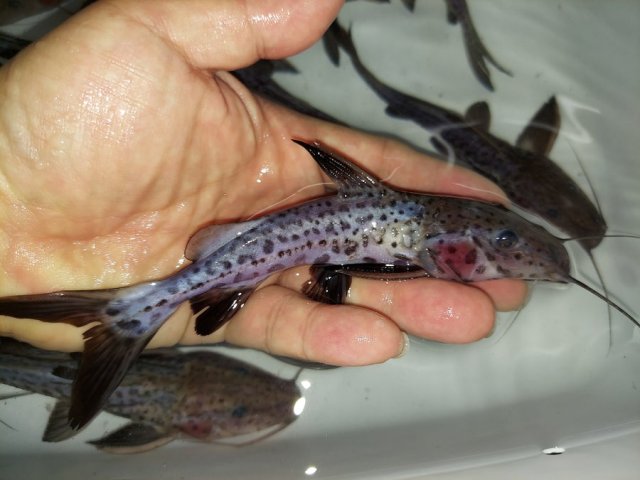 Leopard Shovelnose Catfish