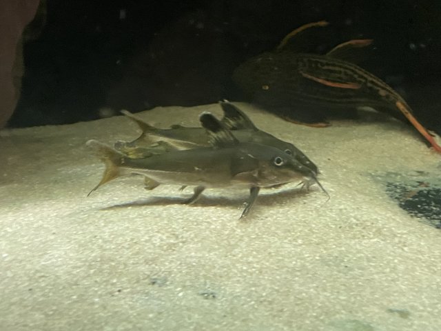 For Sale - Mouse catfish | MonsterFishKeepers.com
