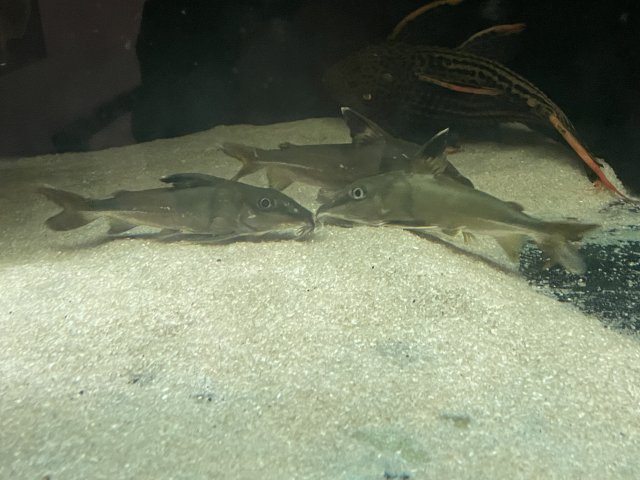 For Sale - Mouse catfish | MonsterFishKeepers.com