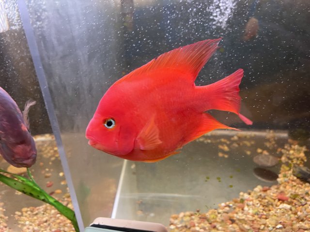 Red Parrot Fish Female