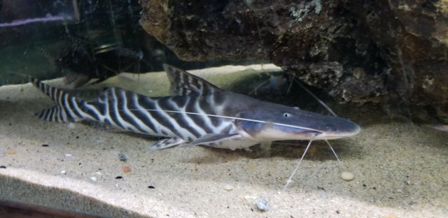 Tigrinus Catfish
