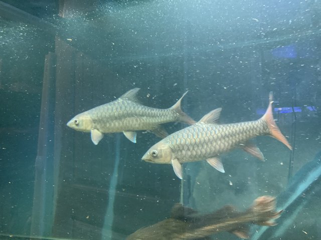 For Sale - Red mahseer | MonsterFishKeepers.com