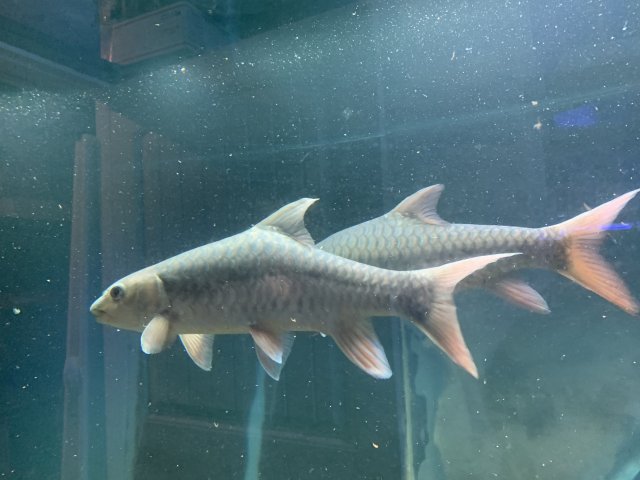 For Sale - Red mahseer | MonsterFishKeepers.com