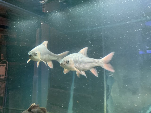 For Sale - Red mahseer | MonsterFishKeepers.com