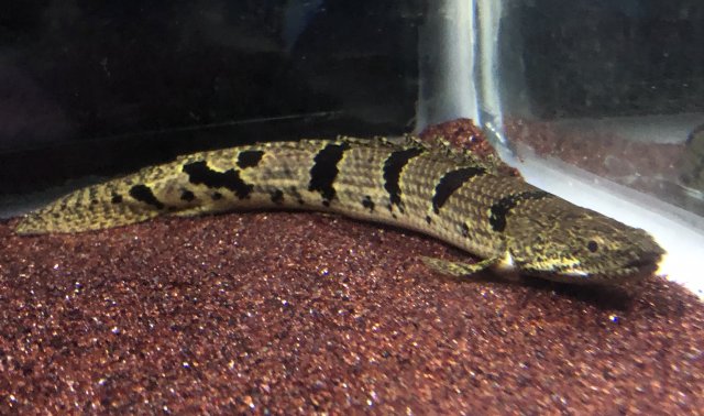 For Sale - Wild bichirs | MonsterFishKeepers.com