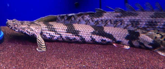 For Sale - Wild bichirs | MonsterFishKeepers.com