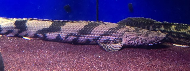 For Sale - Wild bichirs | MonsterFishKeepers.com