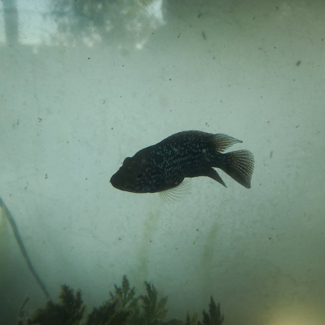 Black kamfa x fader | MonsterFishKeepers.com