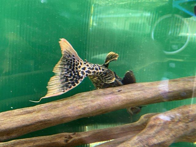 For Sale - L273 pleco | MonsterFishKeepers.com