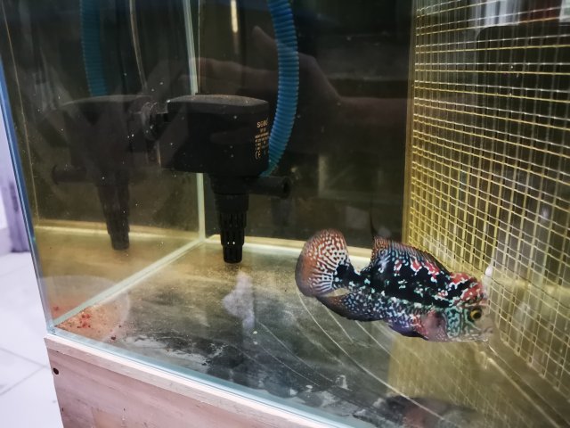 Black kamfa x fader | MonsterFishKeepers.com