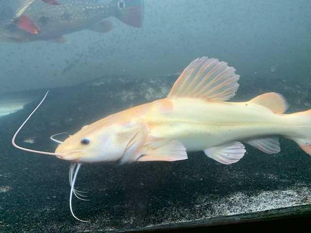 For Sale - Phantom Redtail | MonsterFishKeepers.com
