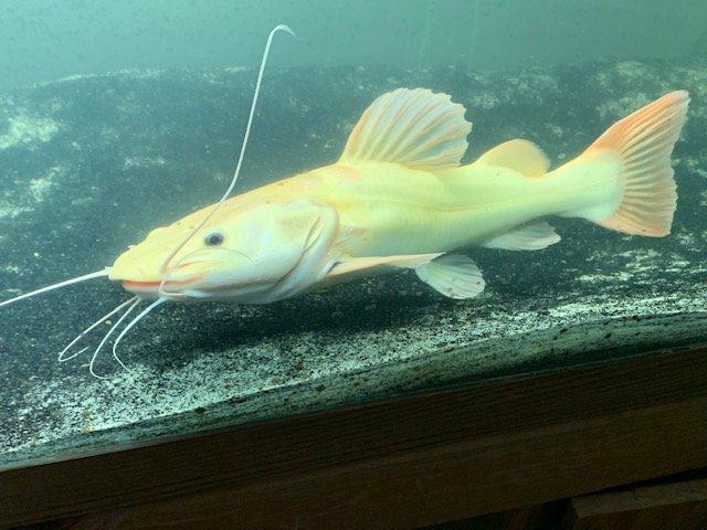 For Sale - Phantom Redtail | MonsterFishKeepers.com