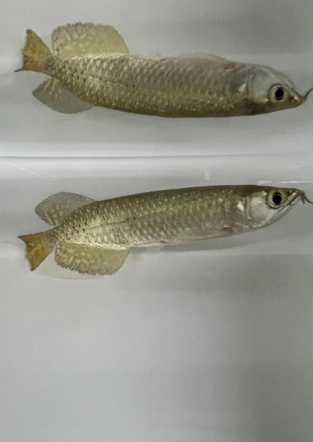 Red Belly, Jardini, , Goonch, and Caribe! | MonsterFishKeepers.com