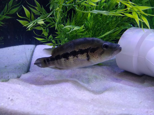 Female Dovii personality as wet pet | MonsterFishKeepers.com