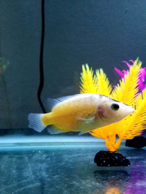 Male Red Dovii progress | MonsterFishKeepers.com