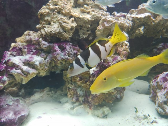 Black saddle grouper | MonsterFishKeepers.com