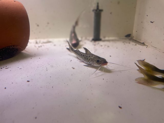 For Sale - Baby Lince catfish 7-9"!! | MonsterFishKeepers.com