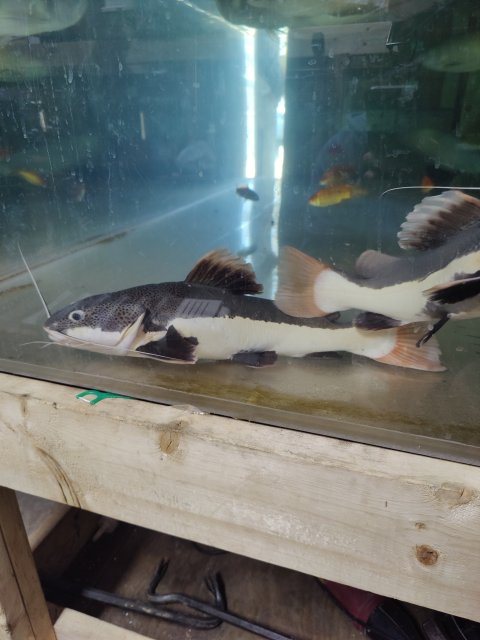 RTC HELP | MonsterFishKeepers.com