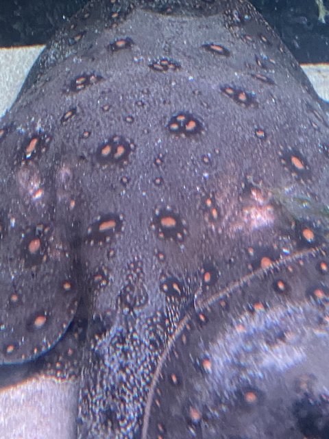 Stingray rash | MonsterFishKeepers.com
