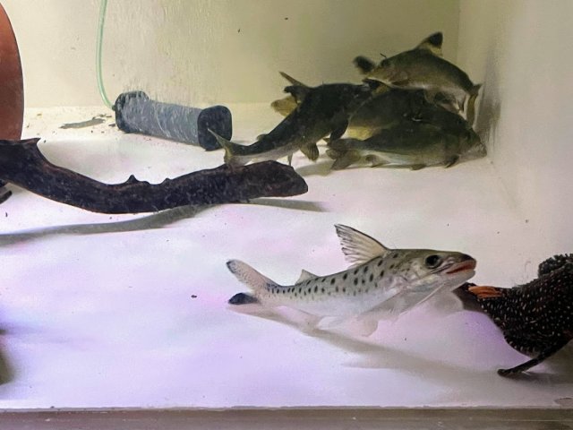 For Sale - Baby Lince catfish 7-9"!! | MonsterFishKeepers.com