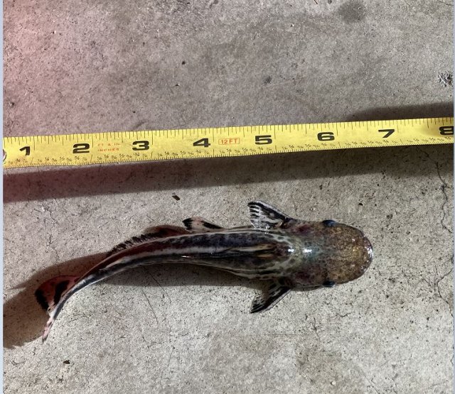 For Sale - Ageneiosus magoi 6" and Synodontis Valentine 5 ...