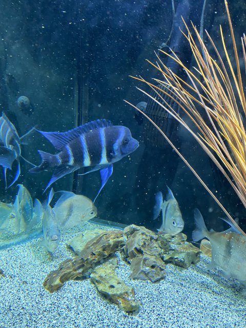 For Sale - Wild Kitumba frontosa 12” male | MonsterFishKeepers.com