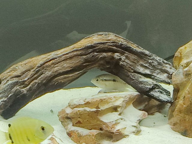 Royal Acara | MonsterFishKeepers.com