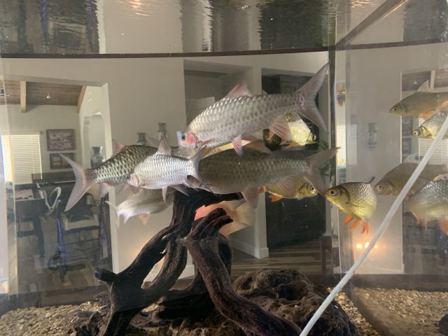 Spinibarbus Denticulatus | MonsterFishKeepers.com