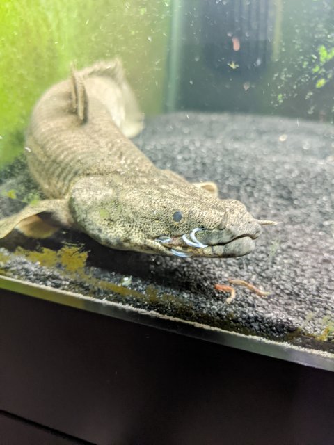 Endli bichir has white threads stuck on mouth | MonsterFishKeepers.com