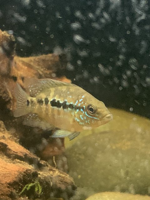 Salvini Cichlid Hybrid
