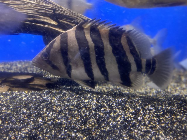 For Sale - 4 Bar Datnoid. | MonsterFishKeepers.com