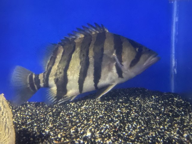 For Sale - 4 Bar Datnoid. | MonsterFishKeepers.com