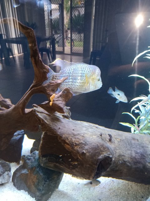 Saum tank | MonsterFishKeepers.com