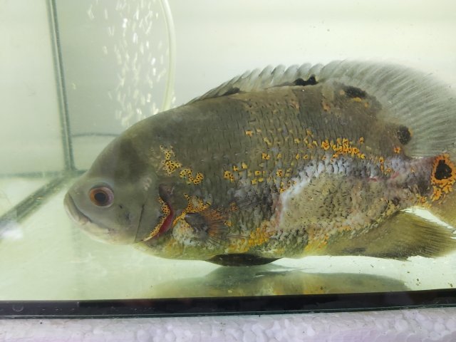Clueless | MonsterFishKeepers.com