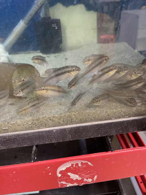 Vendor - Yellow Belly Kribensis | MonsterFishKeepers.com