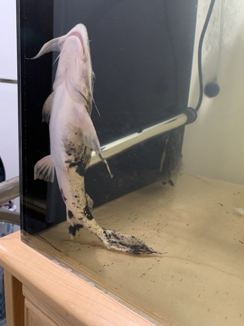 For Sale - goonch catfish | MonsterFishKeepers.com