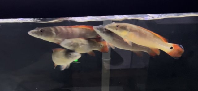 For Sale - Orange Pikes (Crenicichla sp. Xingu I) | MonsterFishKeepers.com