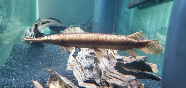 For Sale - Red gar for sale | MonsterFishKeepers.com