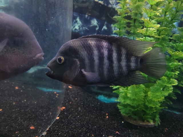 Black Devil Fish