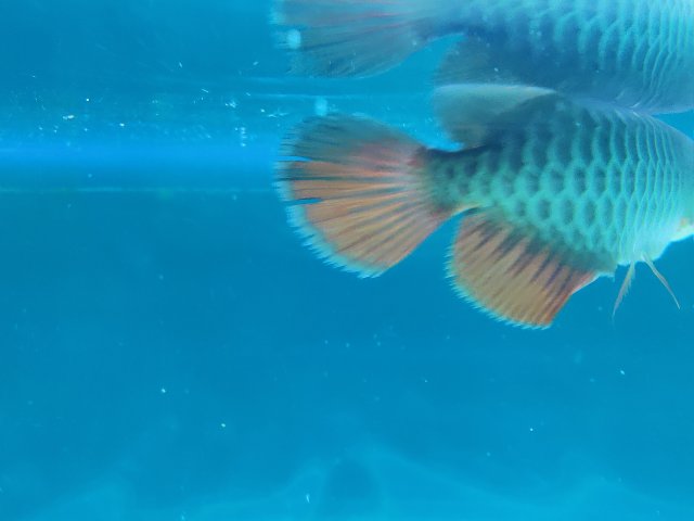 arowana fin rot | MonsterFishKeepers.com