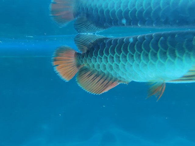 arowana fin rot | MonsterFishKeepers.com