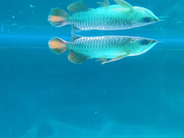 arowana fin rot | MonsterFishKeepers.com