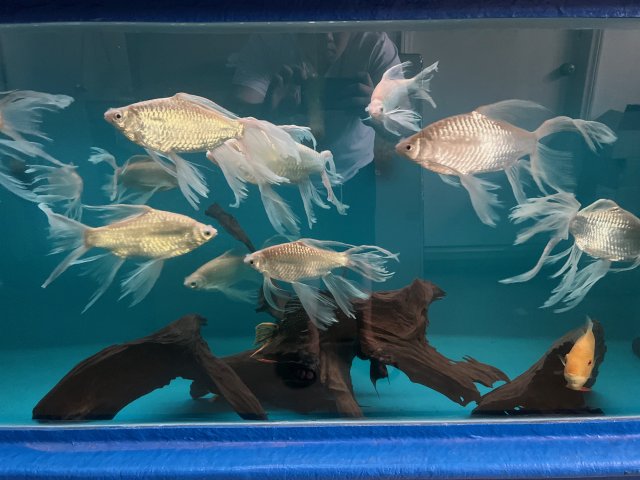 For Sale - Platinum Long Fin Tinfoil Barbs | MonsterFishKeepers.com