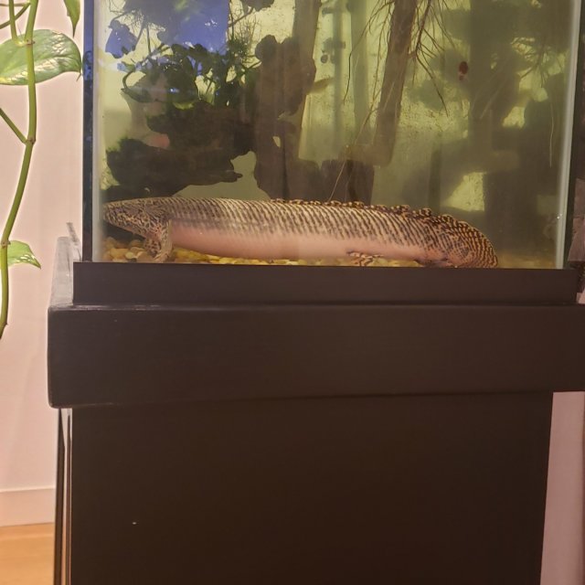 For Sale - polypterus ornate | MonsterFishKeepers.com