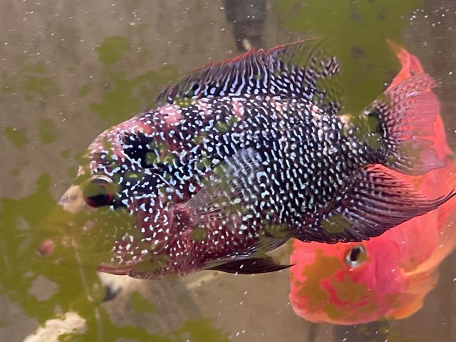 For Trade - Female crossbreed cichlids | MonsterFishKeepers.com