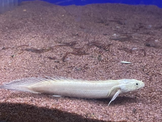 For Sale - 4" platinum endlicheri bichir | MonsterFishKeepers.com