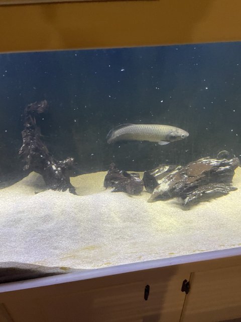 FREE - need large home for african aro biting tail | MonsterFishKeepers.com