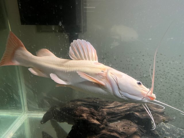 For Sale - Phantom Redtail | MonsterFishKeepers.com