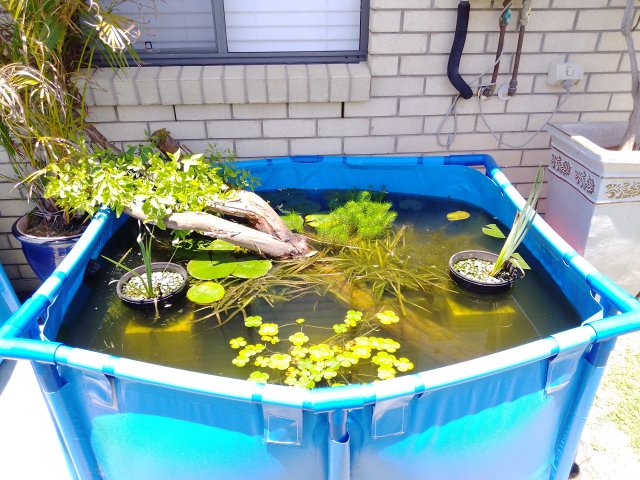 Intex inflatable pool as a cheap indoor pond? | MonsterFishKeepers.com